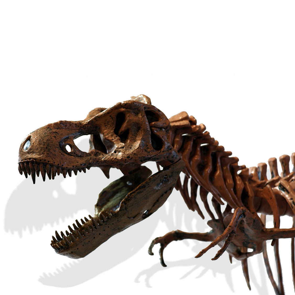 3D DIY Tyrannosaurus Rex Skeleton Fossil Large Model Kit – metalkitor